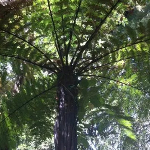 Opepe walks - New Zealand Motor Caravan Association